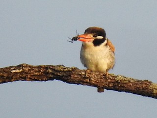 White-eared Puffbird - eBird