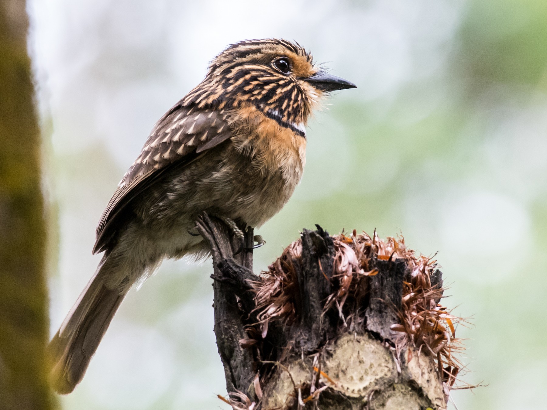 Crescent-chested Puffbird - eBird