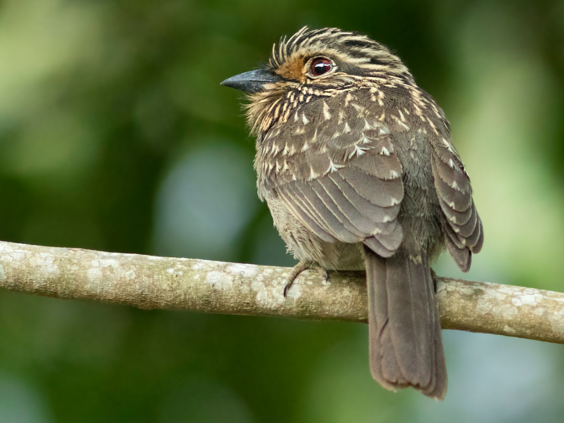 Crescent-chested Puffbird - eBird