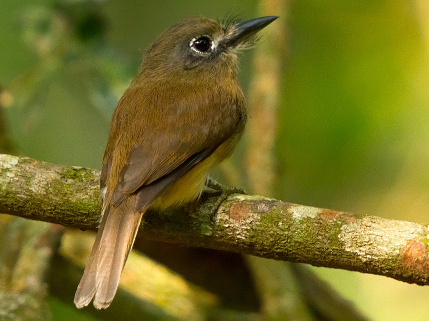 Rusty-breasted Nunlet - eBird