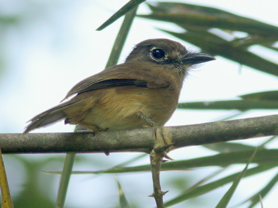 Rusty-breasted Nunlet - eBird