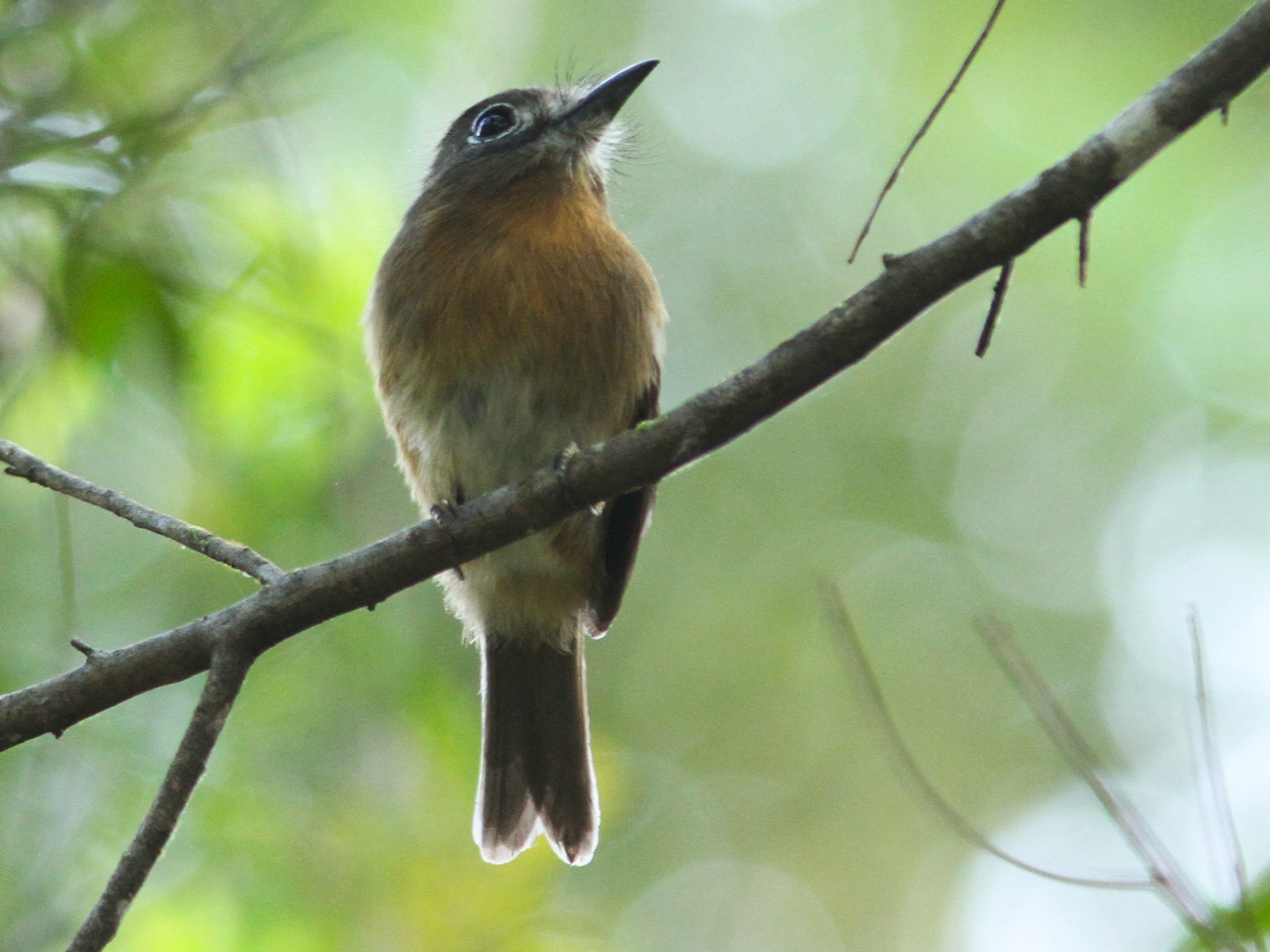 Rusty-breasted Nunlet - eBird
