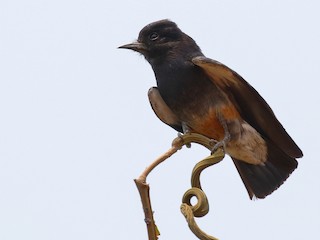 Swallow-winged Puffbird - eBird