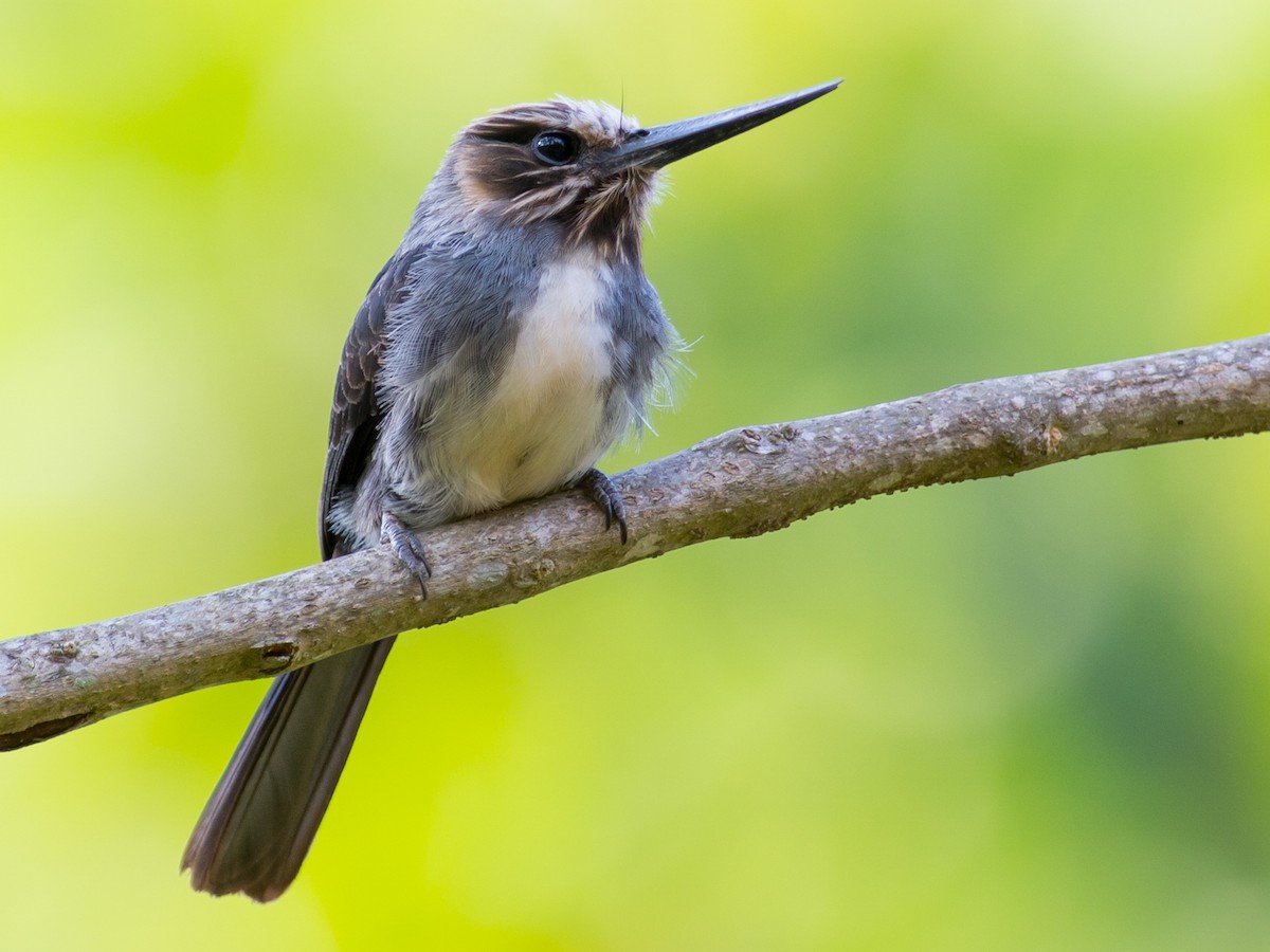 Three-toed Jacamar - Jacamaralcyon tridactyla - Birds of the World