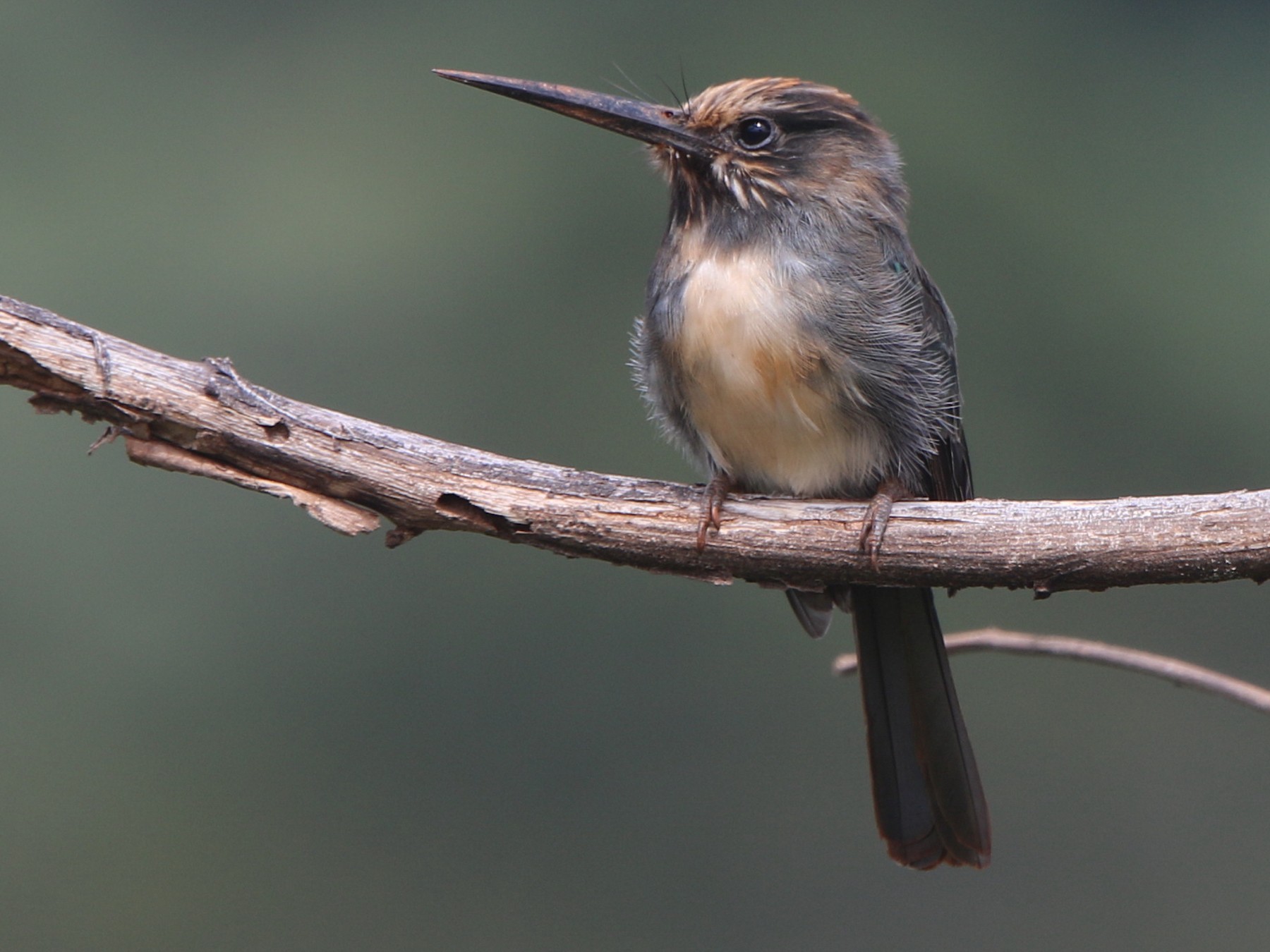 Three-toed Jacamar - eBird