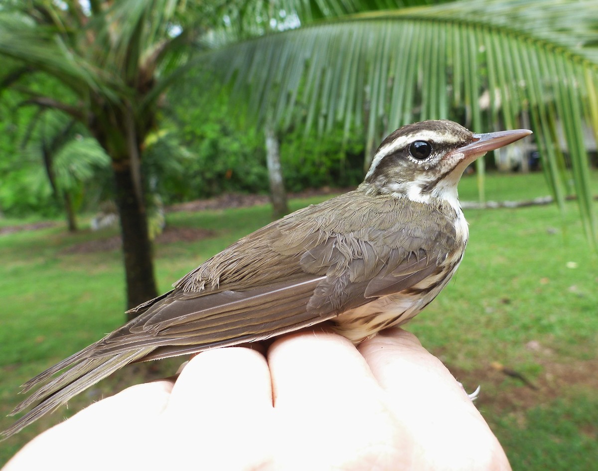 eBird Checklist - 1 Feb 2017 - Cocobolo Nature Reserve - 1 species
