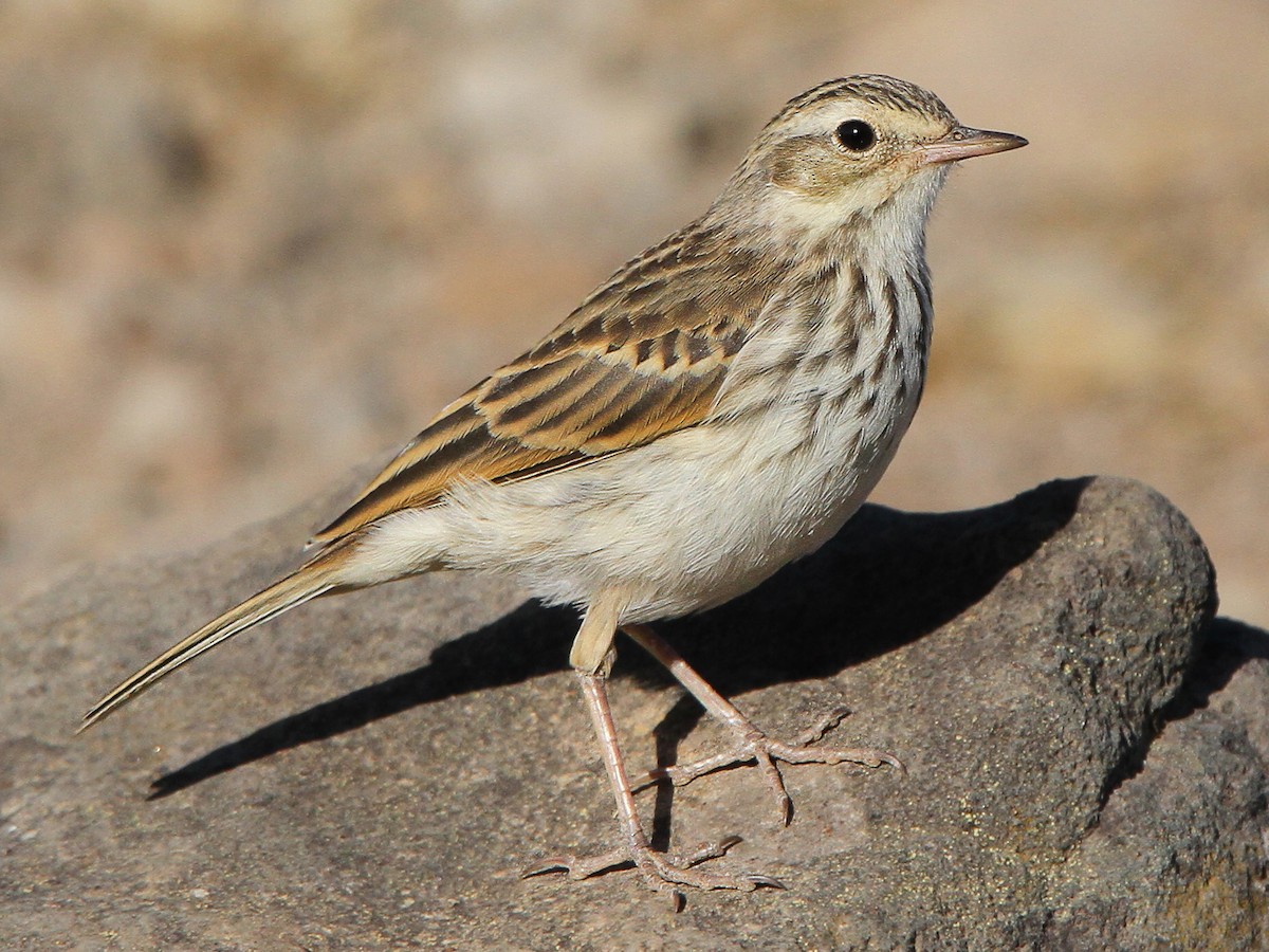 Berthelot's Pipit - Anthus berthelotii - Birds of the World