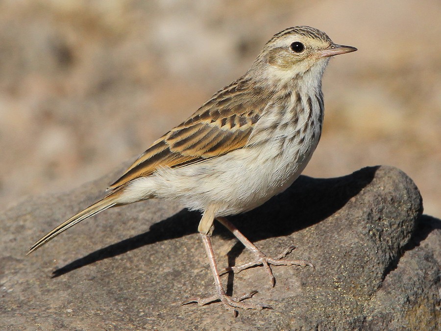 Berthelot's Pipit - eBird