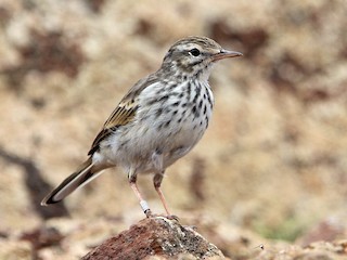 Berthelot's Pipit - eBird