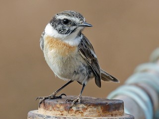 Fuerteventura Stonechat - eBird