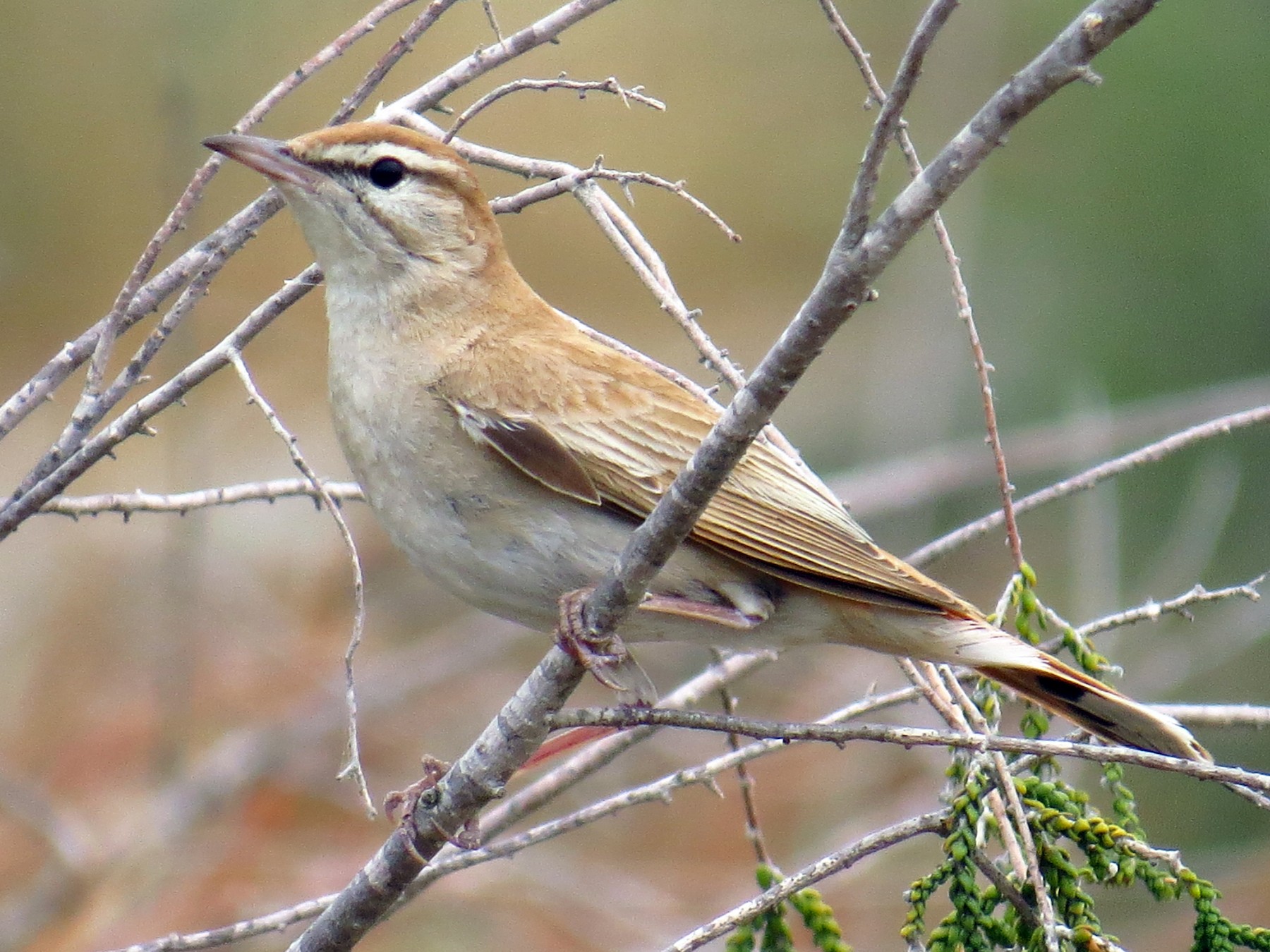 Rufous-tailed Scrub-Robin - eBird