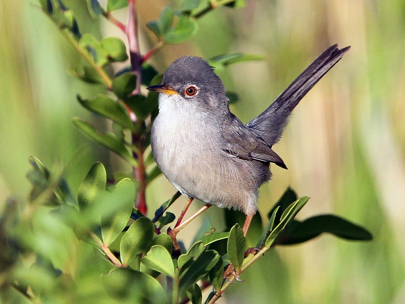 Curruca Balear - eBird