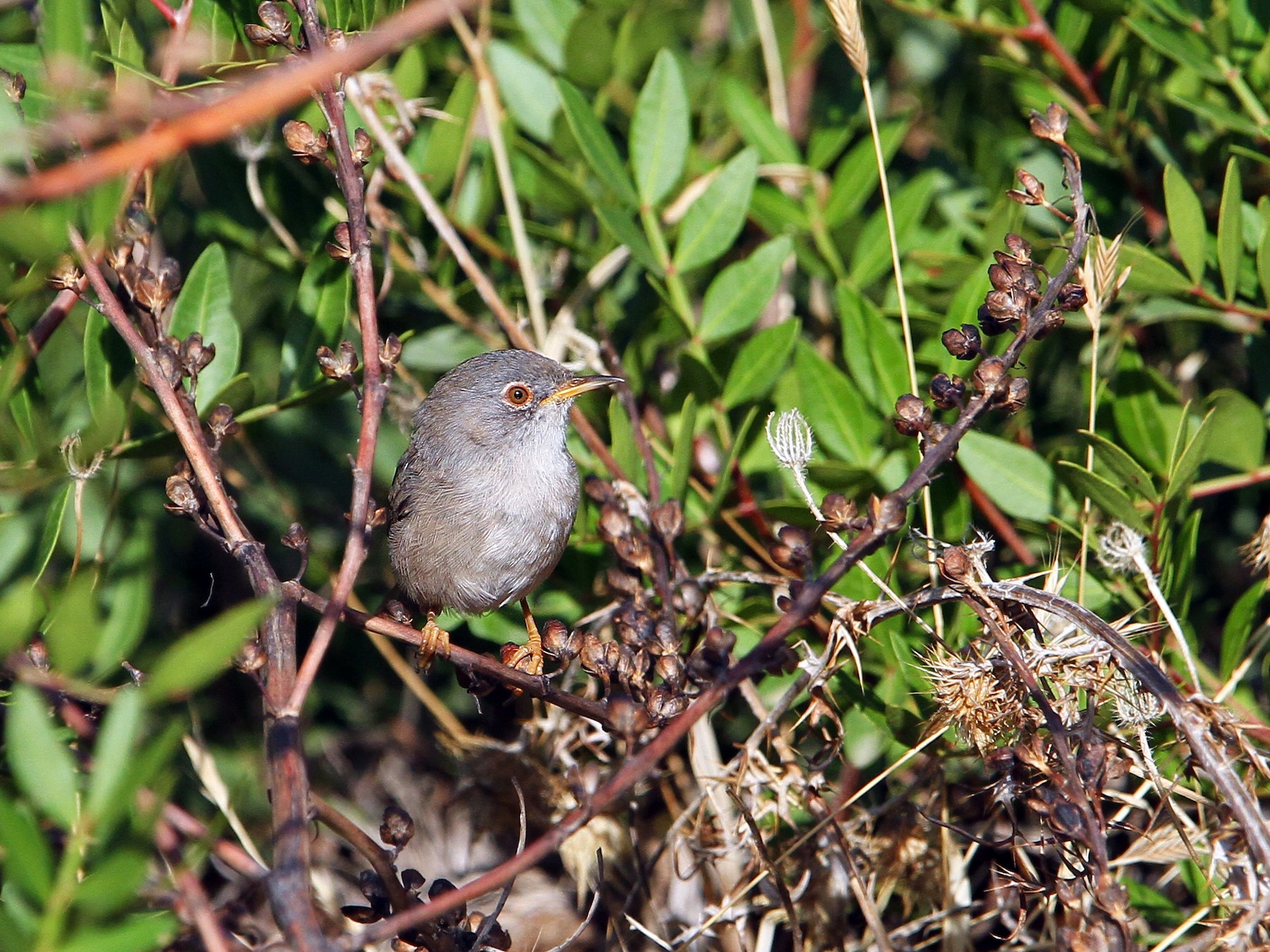 Curruca Balear - eBird