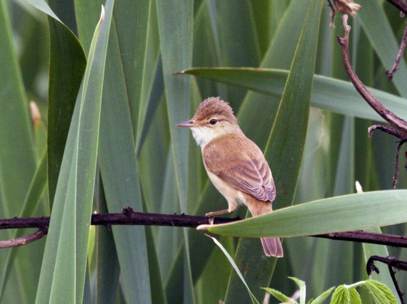 Common Reed Warbler (African) - eBird