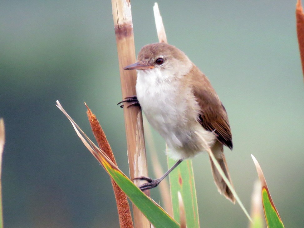 Common Reed Warbler (African) - eBird