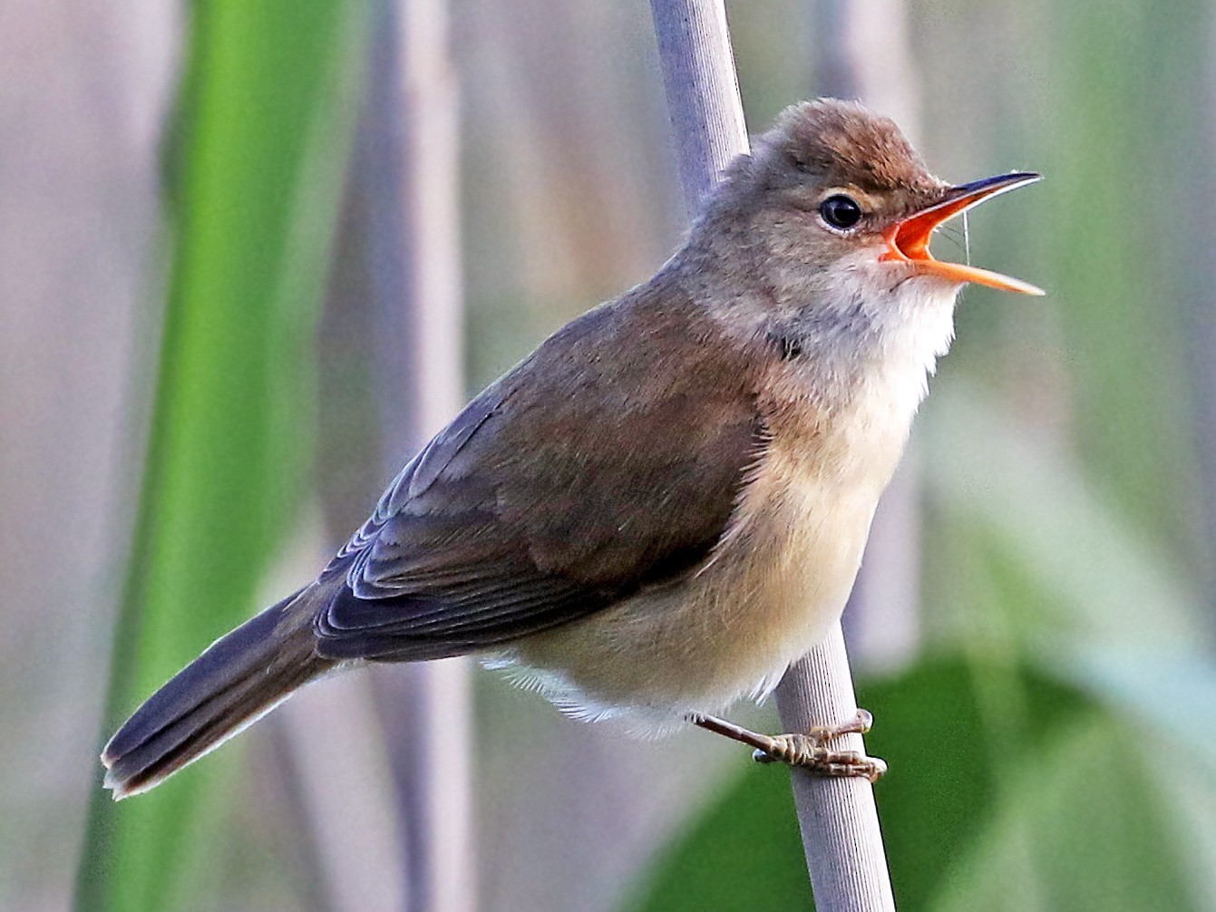 Common Reed Warbler - New Zealand eBird