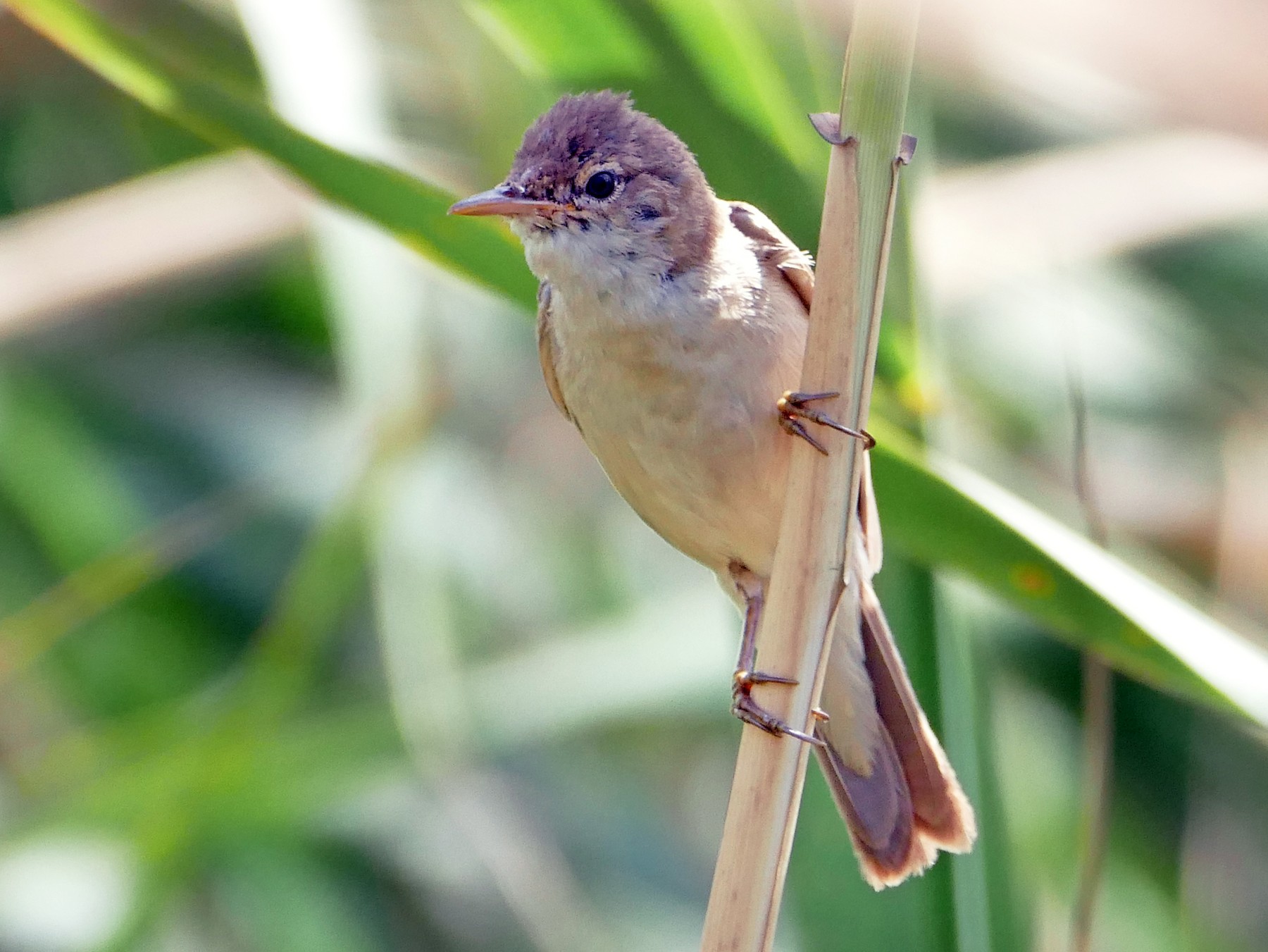 Common Reed Warbler (African) - eBird