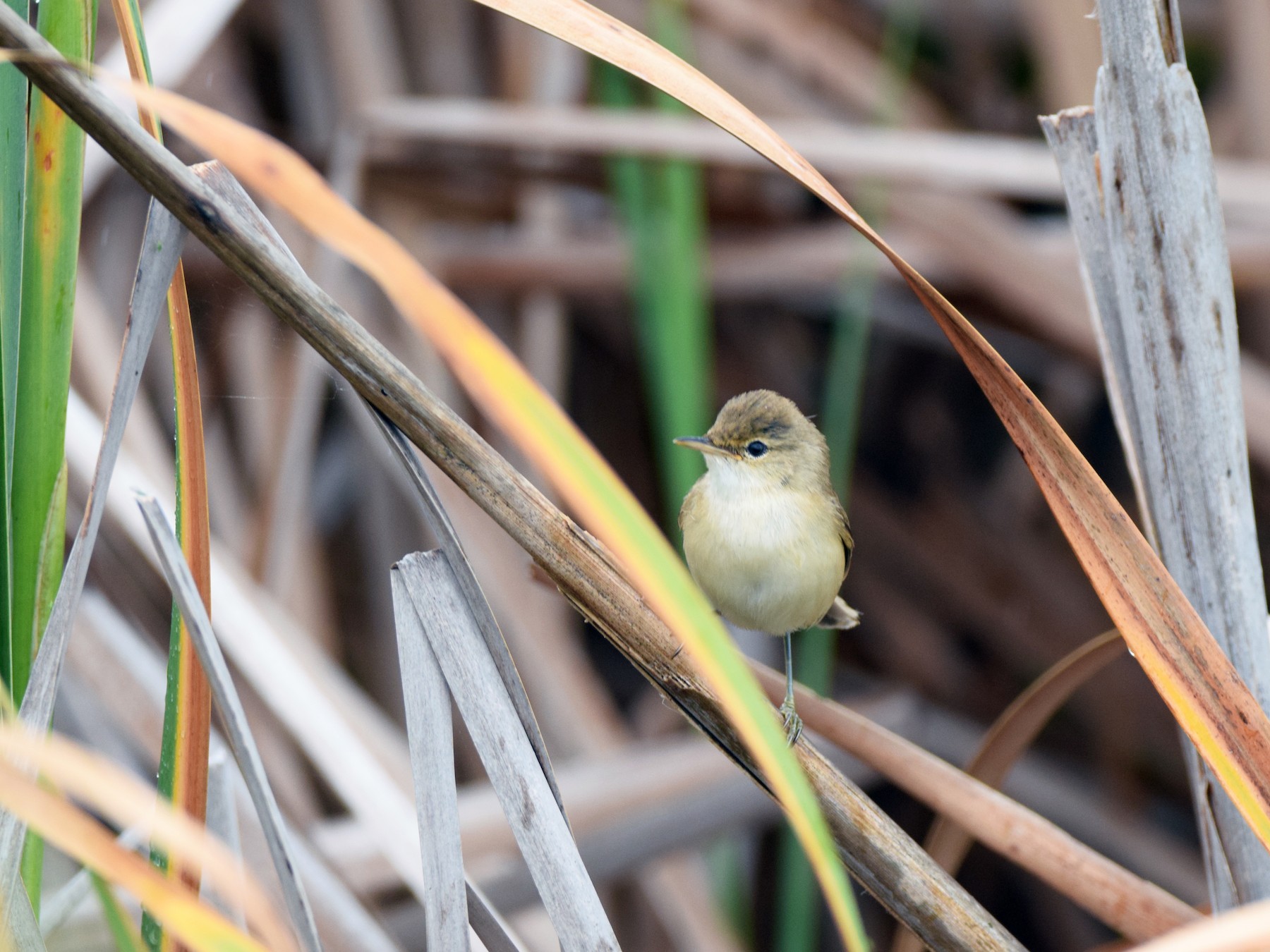 Common Reed Warbler (African) - eBird