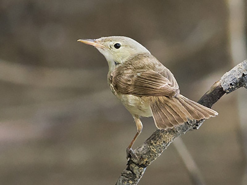 Western Olivaceous Warbler - eBird