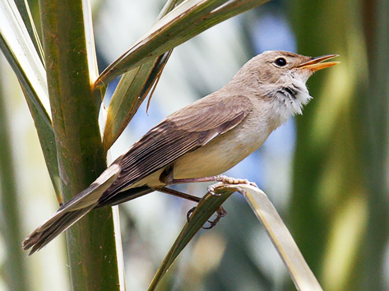 Western Olivaceous Warbler - eBird