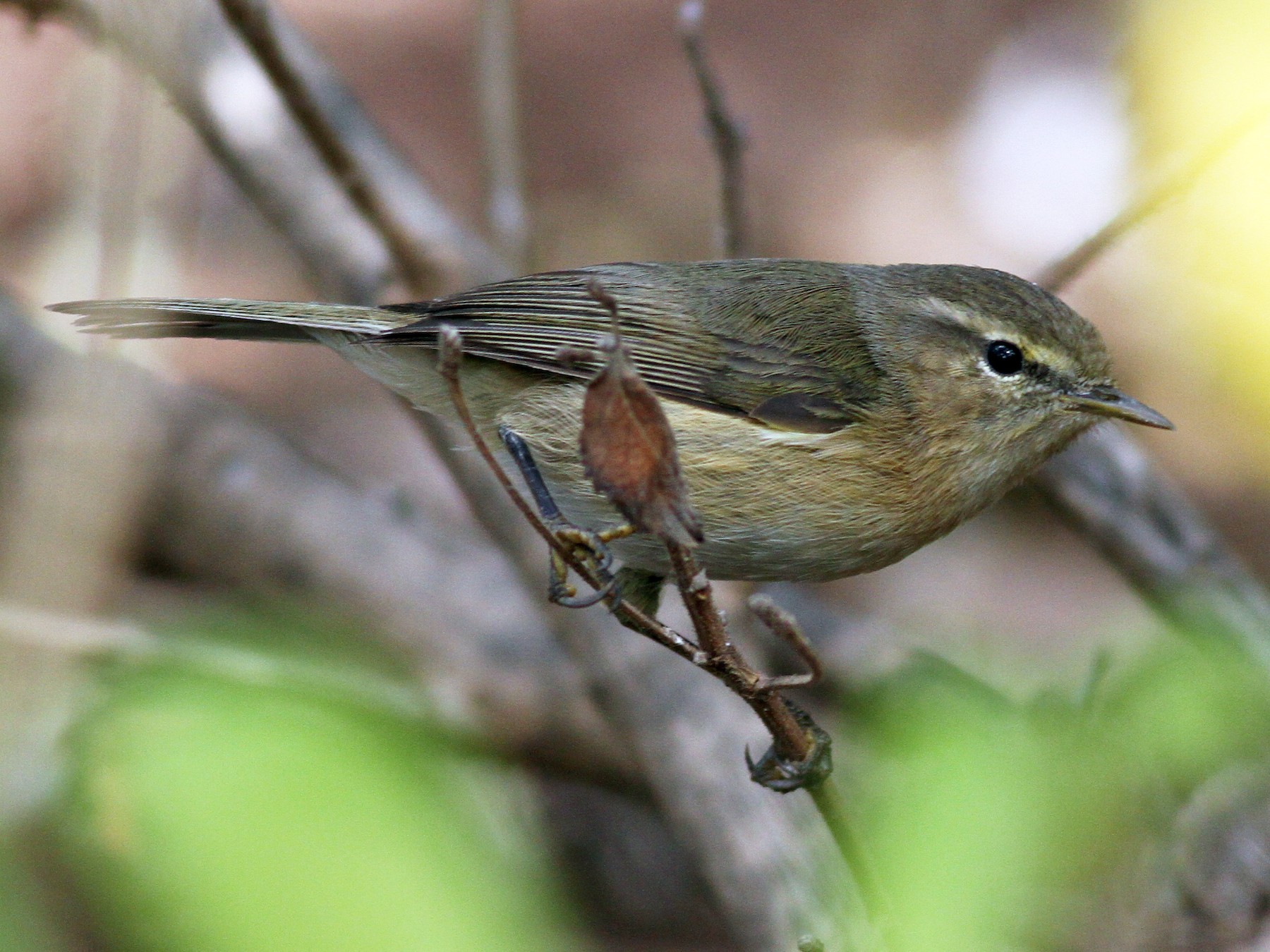 Canary Islands Chiffchaff - eBird