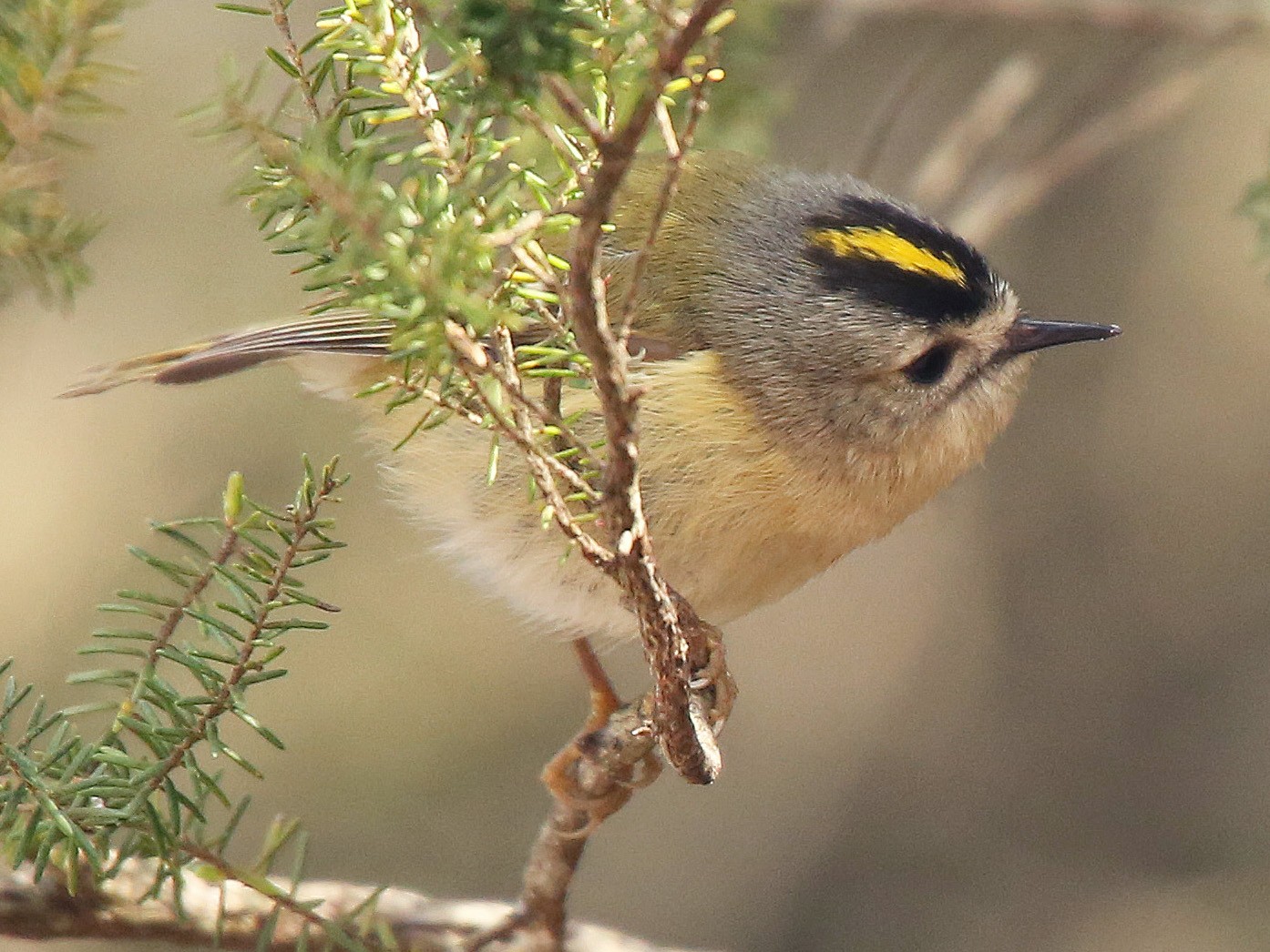 Goldcrest - eBird