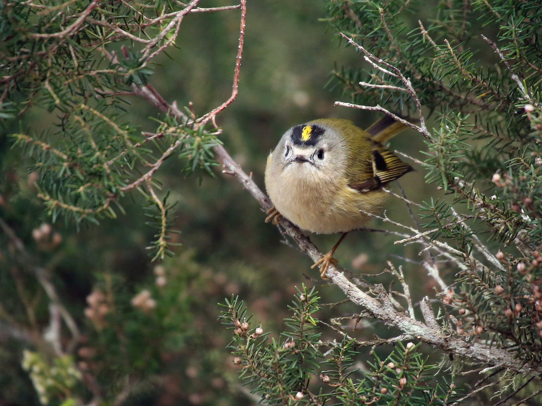 Goldcrest - eBird