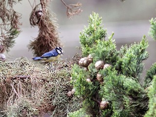 Herrerillo Canario - eBird