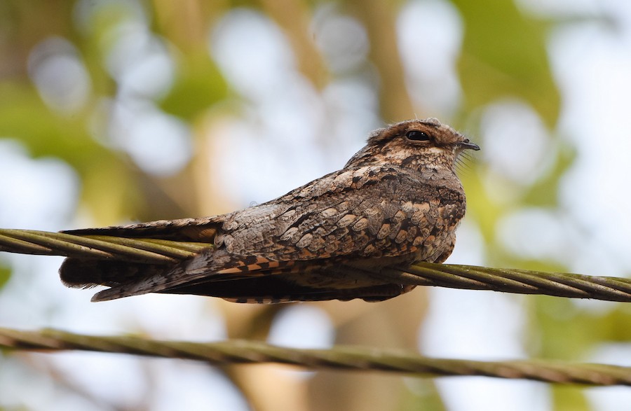 Tapacaminos/Chotacabras sp. - eBird