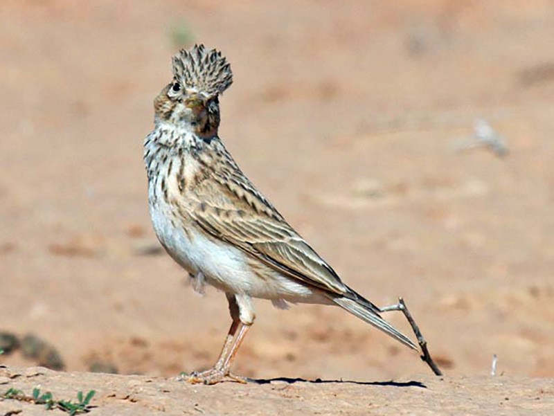 Mediterranean Short-toed Lark - eBird
