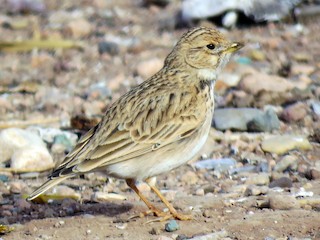 Mediterranean/Turkestan Short-toed Lark - eBird