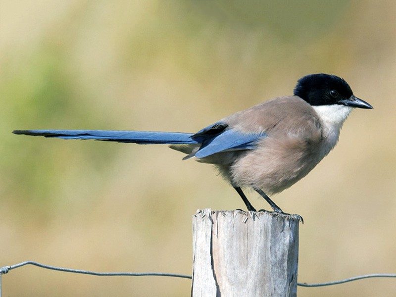 Iberian Magpie - Cyanopica cooki - Birds of the World