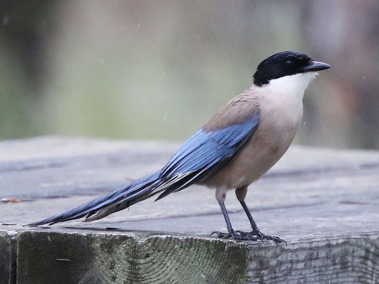 Evropska Plava Svraka EBird, 48% OFF | www.micoope.com.gt