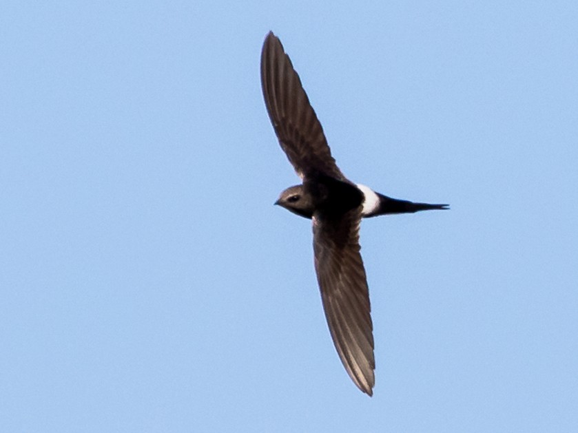 White-rumped Swift - eBird
