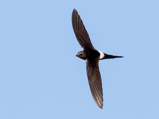 White-rumped Swift - eBird