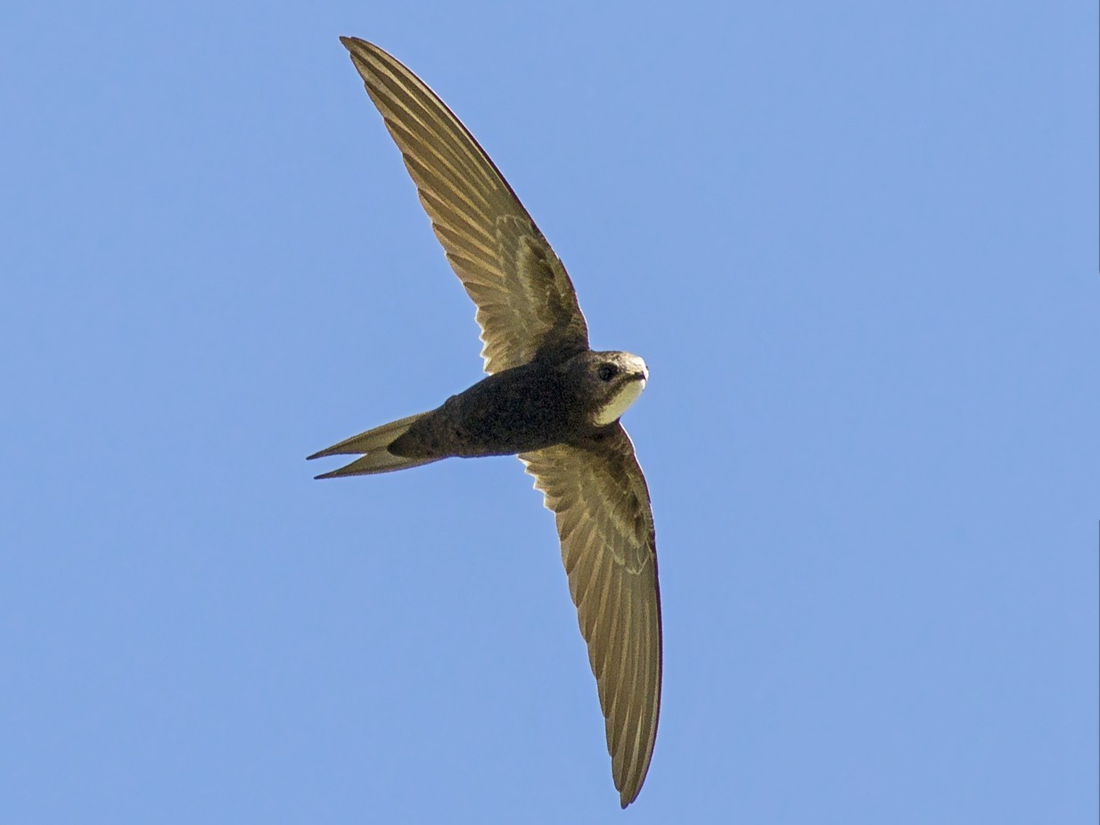 White-rumped Swift - eBird