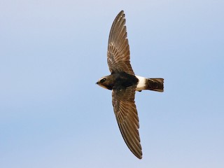 Little Swift - eBird