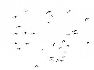 Little Swift (Indian House Swift) - eBird
