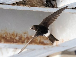 Little Swift (Indian House Swift) - eBird