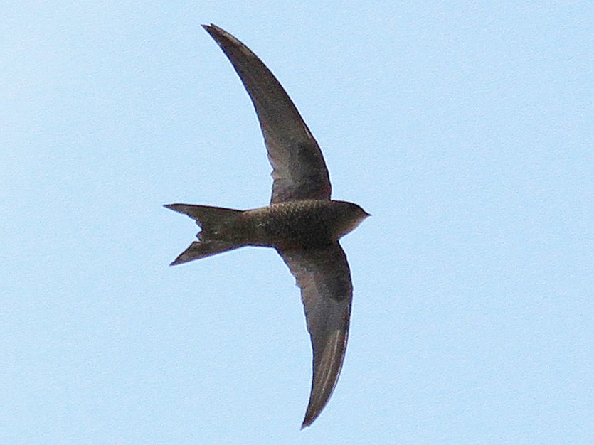 Plain Swift - Apus unicolor - Birds of the World