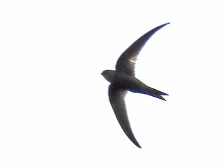 Plain Swift - eBird