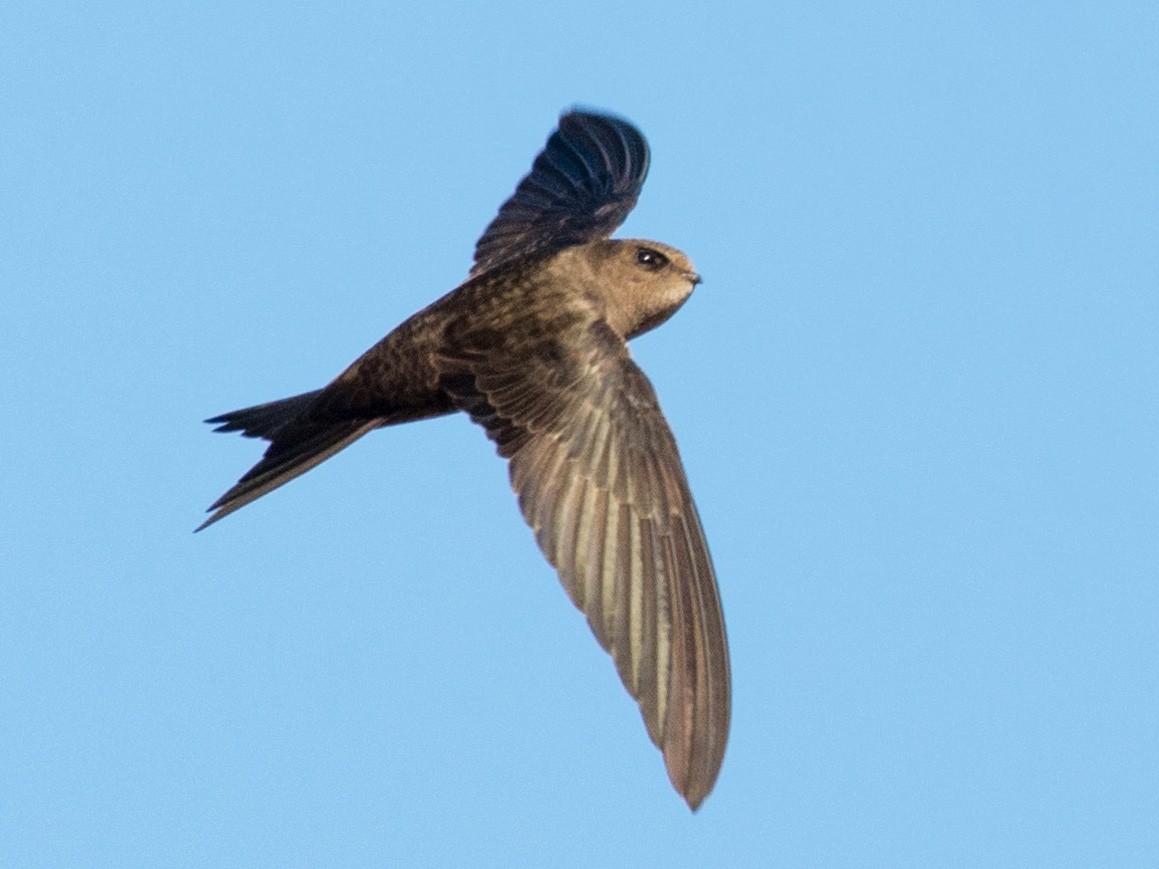 Plain Swift - eBird
