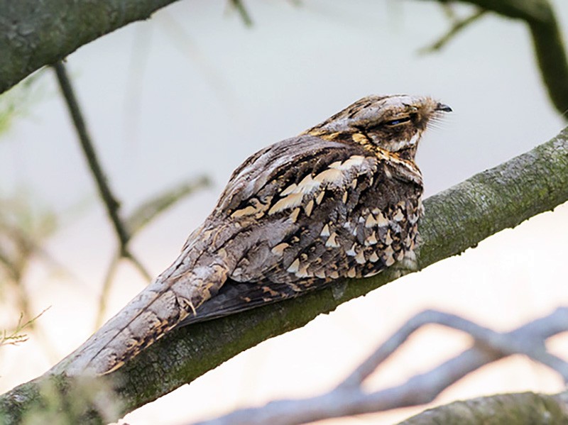 Red-necked Nightjar - eBird