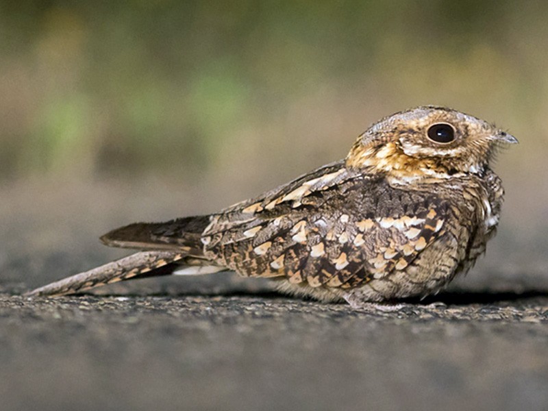 Red-necked Nightjar - eBird