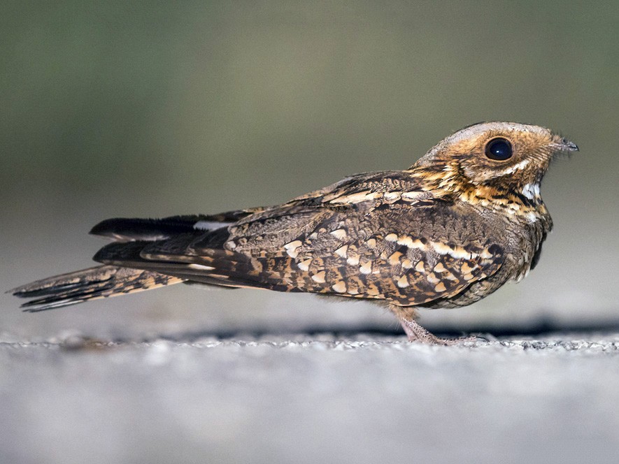 Red-necked Nightjar - eBird