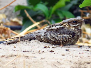 Red-necked Nightjar - eBird