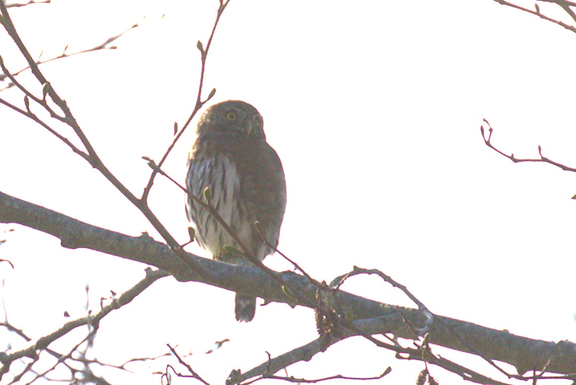 Redwood National Park Map