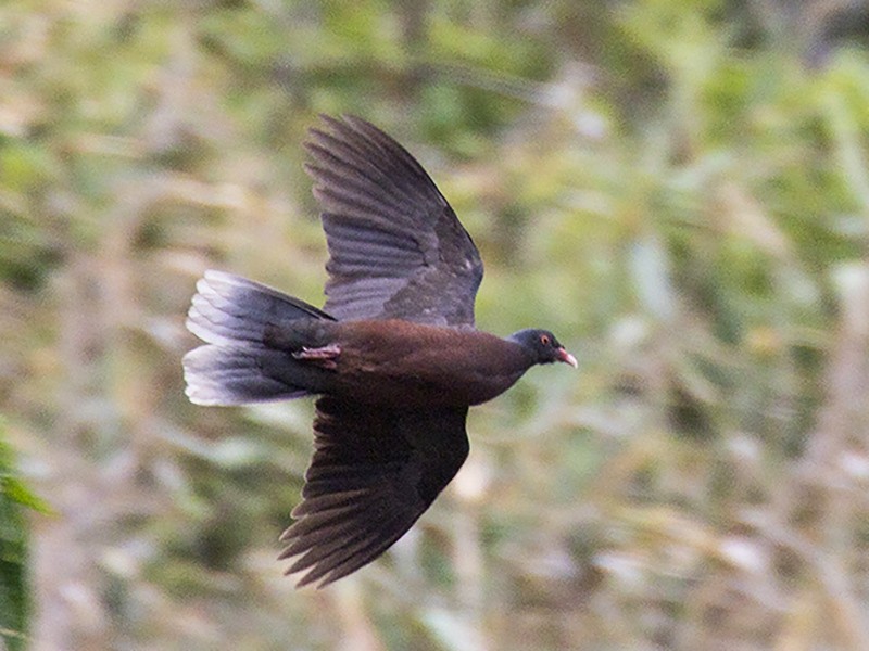 Laurel Pigeon - eBird