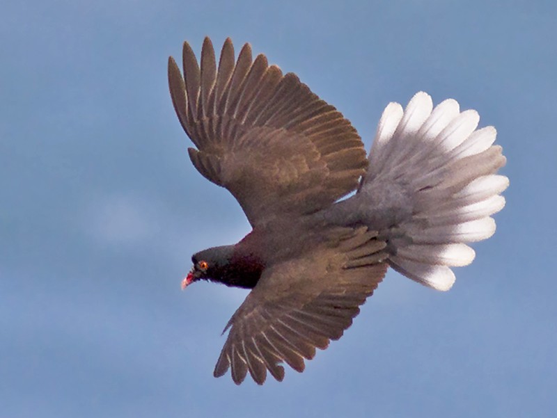 Laurel Pigeon - eBird