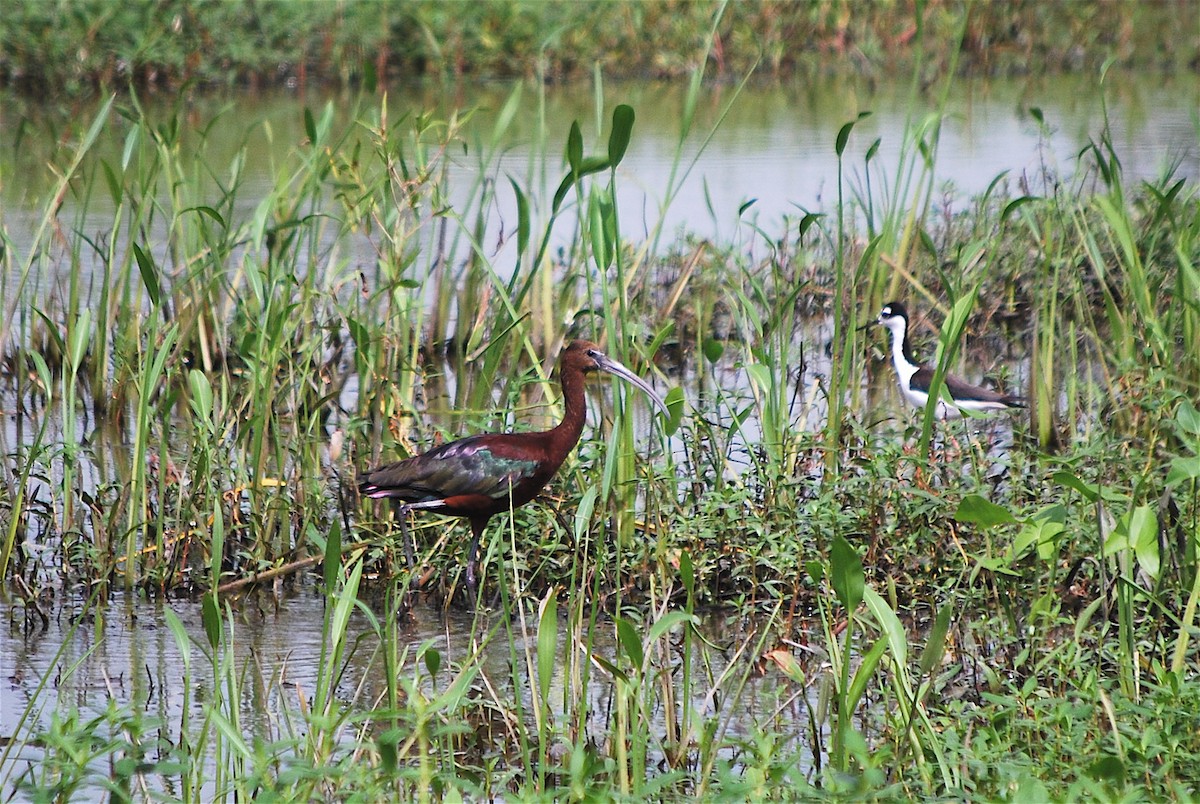 eBird Checklist - 20 Jul 2010 - Bonnet Carre Spillway (general area ...